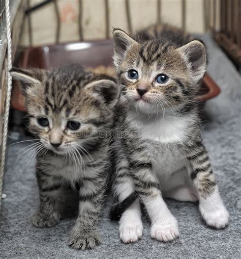 Tiny Tabby Kittens Stock Image Image Of Kittens Background