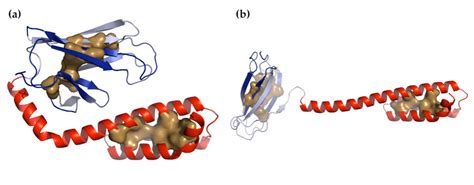 The Compact And Extended Forms Of The Hsp70 Substrate Binding Domain Download Scientific