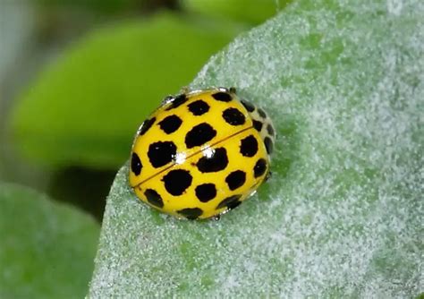 12 Yellow Ladybug Species With Pictures And Identification