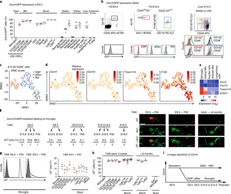 Developmental Expression Of Cxcr4 In Hematopoietic Cells A Flow Download Scientific Diagram