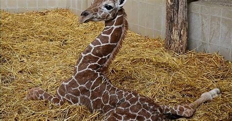 Mrw Imgur Is Over Capacity Imgur