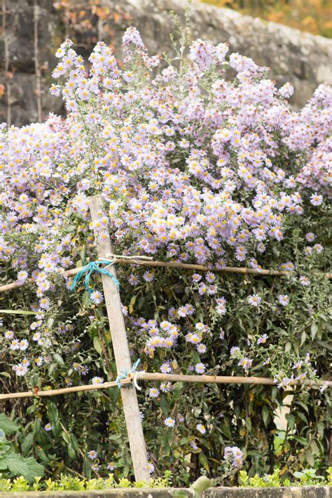 Garten Navi Glattblatt Aster Symphyotrichum Novi Belgii Sorten