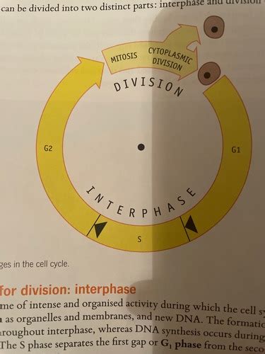 Topic 3 Cell Cycle Flashcards Quizlet