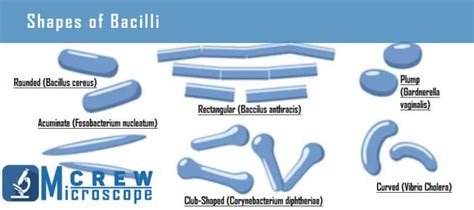 How To Identify And View Bacteria Shape Under Microscope Microscope Crew