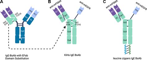 Design Of Bispecific Ige Molecules A Igg Bispecific Antibody With