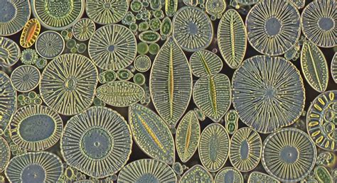 Microscopic Diatoms Intricate Silica Shells Of Algae Diverse Shapes
