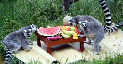 에버랜드 달콤한 과일 알락꼬리여우 원숭이 맛있어요~