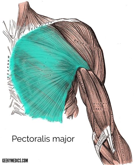 Shoulder Joint Bones Ligaments Muscles Geeky Medics