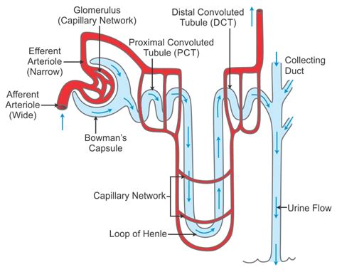 EXCRETION AND HOMEOSTASIS Form 2 Biology Notes EasyElimu Learning
