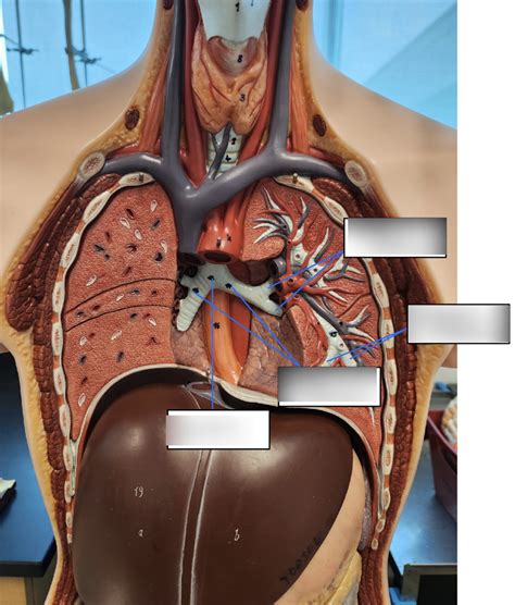 Respiratory 6 Diagram Quizlet