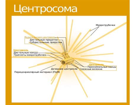 Цитоскелет - презентация онлайн