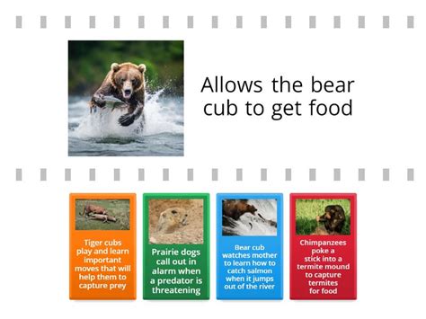 Learned Behavioral Adaptation Find The Match