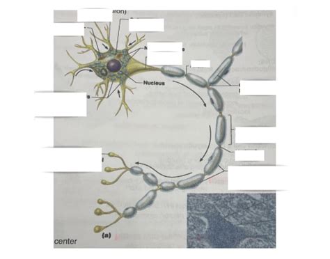 Neuron Configuration Anatomy Quiz