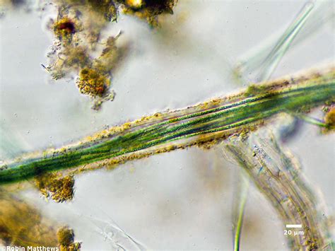 Microcoleus Lacustris Gomont