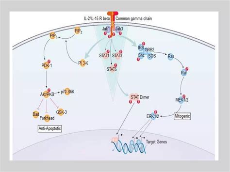 Enzyme Linked Receptors Pptx