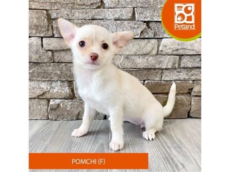 Pomchi Small Animal Cream Id694 Located At Petland Austin Landing