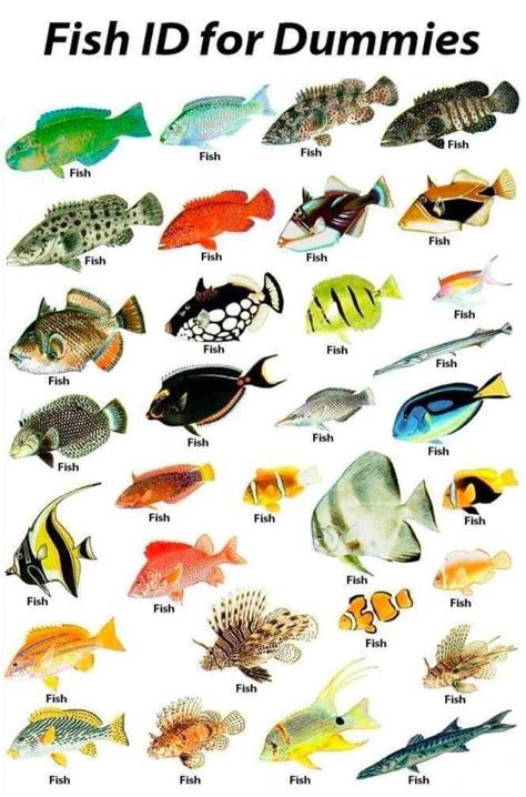 Coral Reef Fish Names