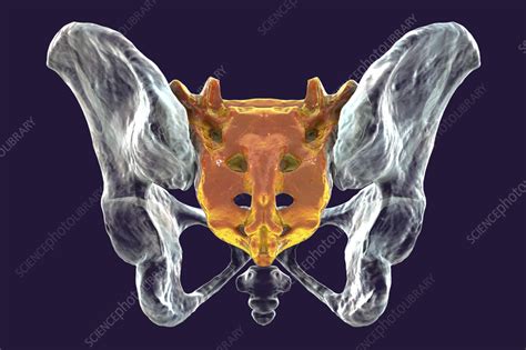 Anatomy Of The Sacrum Bone Illustration Stock Image F0376935