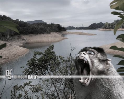 Hiker In Tsuen Wan Sustains Monkey Attack Injury At Shing Mun Reservoir