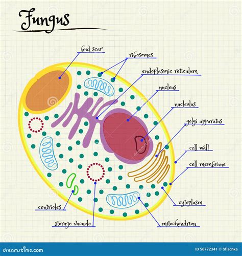 La Estructura De Un Hongo Unicelular Ilustración Del Vector Ilustración De Mitocondria