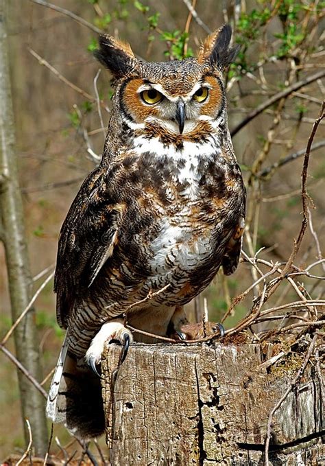 Great Horned Owl Stock Image Image Of Bubo Great Looking 8253915