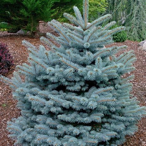 Dwarf Blue Spruce Montgomery Picea Pungens Mygardenlife