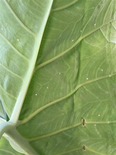 This Morning I Noticed Little White Bugs And Some Other White Spots On