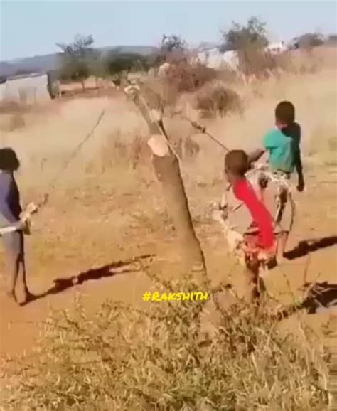 Albina Gabellini Lion 9n Posted On Linkedin