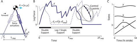 Optimization Model For Bipedal Locomotion A The Model Has A Point Download Scientific