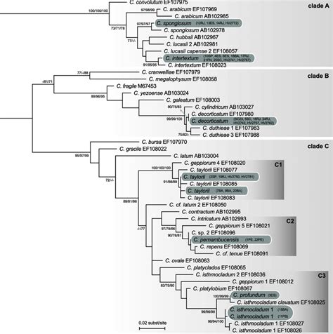 the maximum likelihood ml tree constructed from an alignment of rbcl