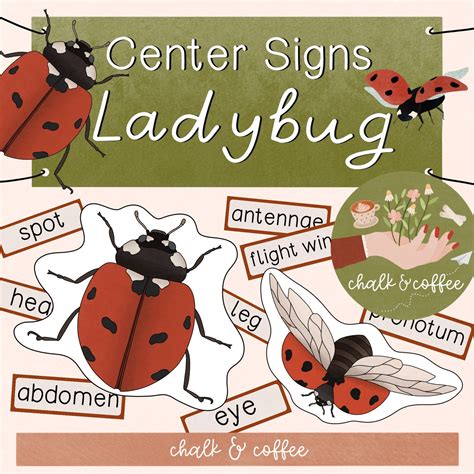 Ladybug Center Signs Anatomy Of Ladybug Science Insects Vocabulary