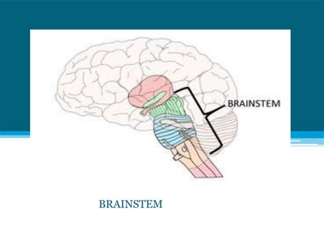 Neural Control Of Locomotion Pptx Brain And Nervous System Disorders Diseases And Conditions