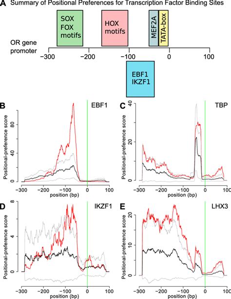 Transcription Factor Binding Profile Over Or Promoters A Summary Of