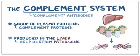 the complement system its functions and complement mediated diseases