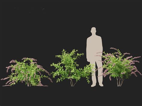 Zenobia Pulverulenta Raspberry Ripple Honey Cups 3d Model Turbosquid 2214798