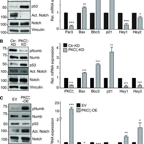 Effects Of Par3pkcζ Perturbation On Notch And P53 Signaling A C Download Scientific Diagram