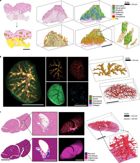 Coda Processing Of Additional Organs A 3d Reconstruction Of Human