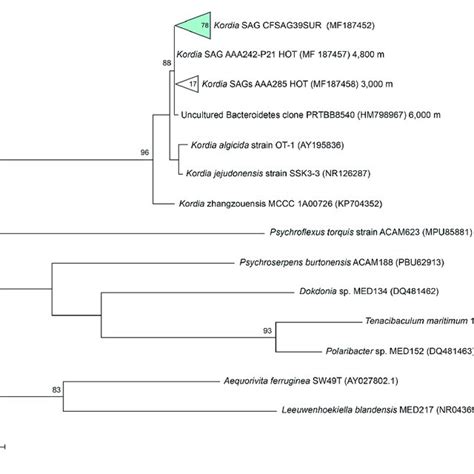 Maximum Likelihood Tree Based On Partial 16s Rrna Gene Sequences 805