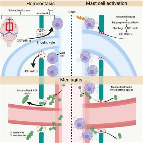 Mast Cells Regulate The Brain Dura Interface And Csf Dynamics Cell