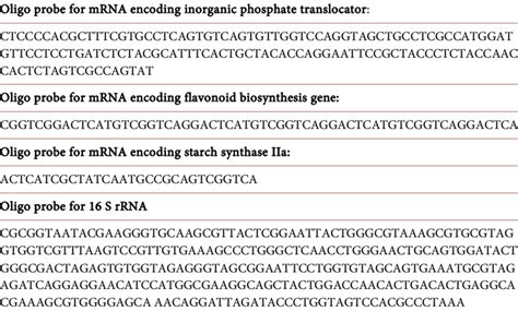 Some Chemically Synthesized Oligonucleotide Probes Download Scientific Diagram