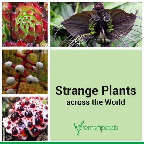 10 Most Strange Looking Plants In The World Fnp