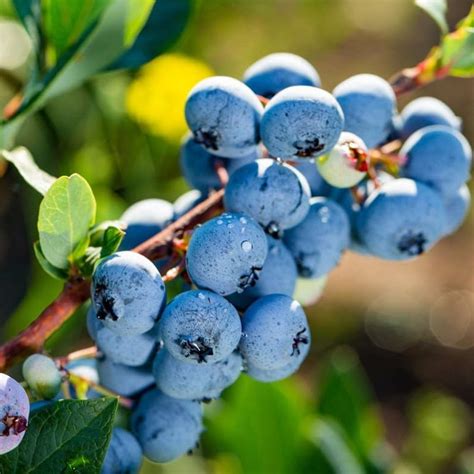 Rebel Blueberry Plant Live Well Rooted Blueberry Bush Starter Plant 1