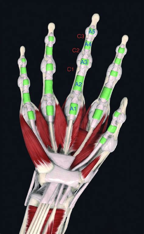 Anatomy Of The Flexor Tendon Sheath And Pulleys Of The Thumb Jffa