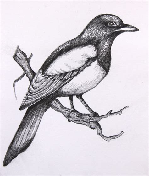 Bird Pencil Sketch Tips And Techniques For Creating A Realistic Drawing