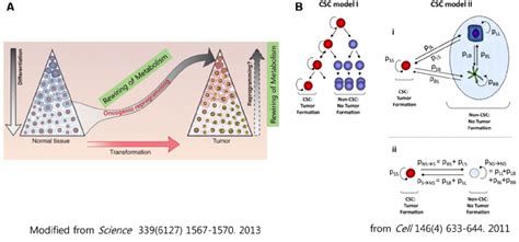 Interconversion Between CSC And Non CSC States A Oncogenic And Download Scientific Diagram