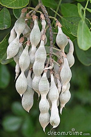 Bean Pods Hanging From A Tree Stock Photography Image