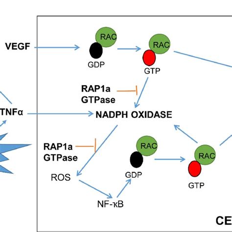 Signaling Pathways In A Feed Forward Loop Involve Inflammation
