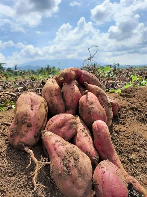 Budidaya Ubi Jepang Pagar Alam Cerdas