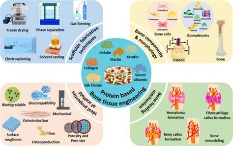 蛋白质在骨组织工程中的当前观点：骨骼结构、理想支架、制造技术、应用、范围和未来进展 Acs Applied Bio Materials X Mol
