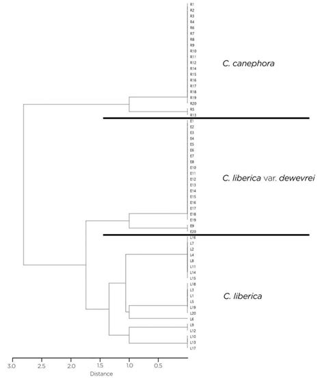 Dendrogram Using Upgma Clustering Approach Using Eucledian As The